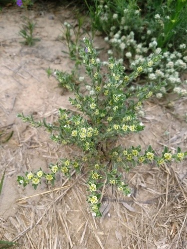 Lappula redowskii - PictureThis