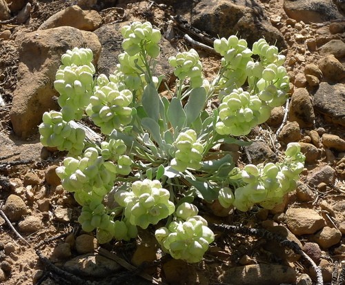 Physaria acutifolia - PictureThis