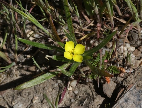 Tetrapteron graciliflorum - PictureThis