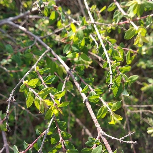 Symphoricarpos microphyllus - PictureThis