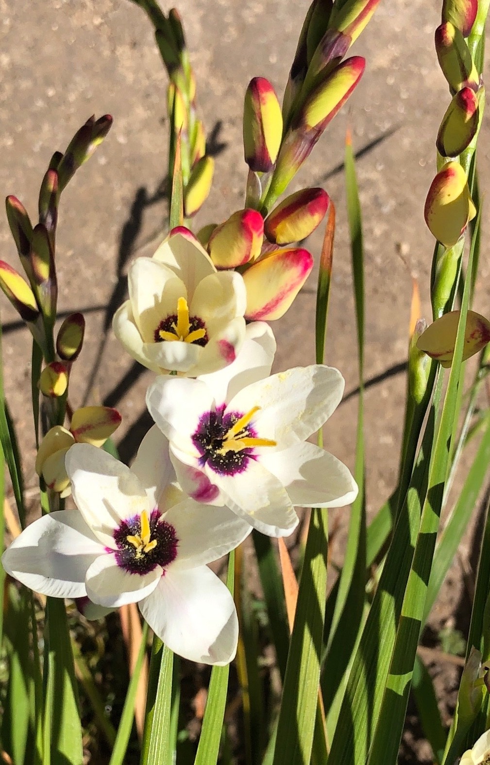 Corn lily (Ixia) Flower, Leaf, Care, Uses - PictureThis