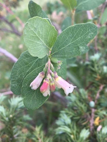 Roundleaf snowberry (Symphoricarpos rotundifolius) Flower, Leaf, Care ...