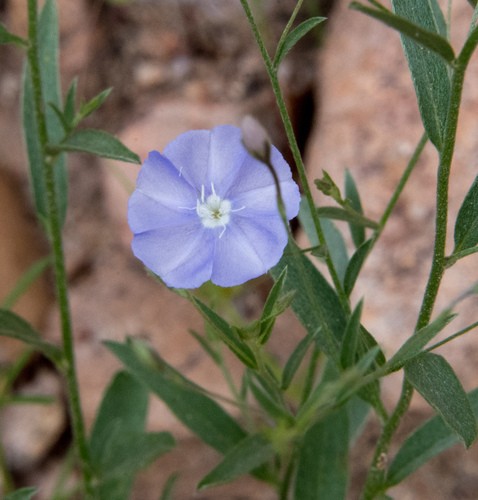 Evolvulus arizonicus - PictureThis