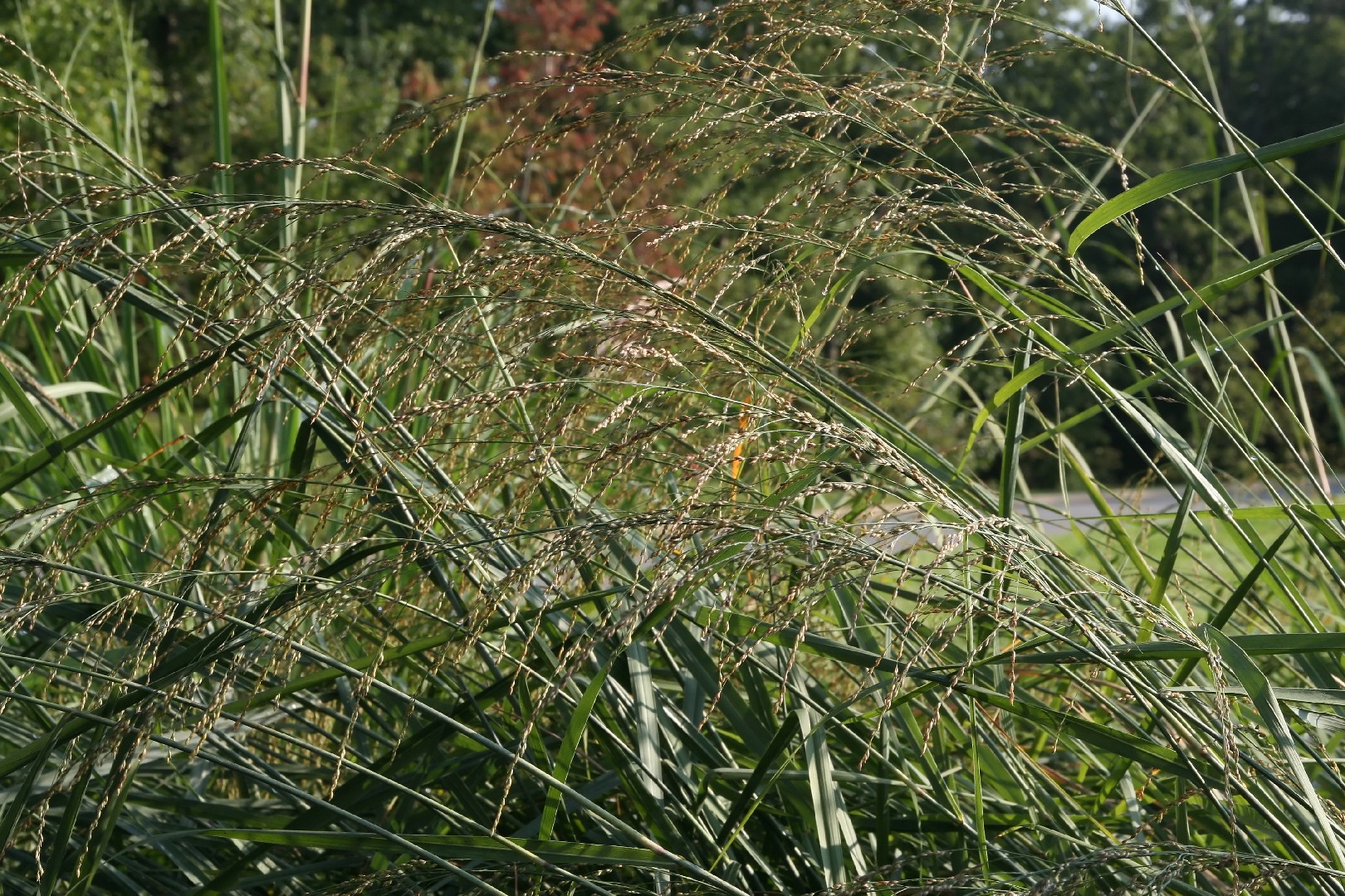 Bitter panicgrass Care (Watering, Fertilize, Pruning, Propagation ...