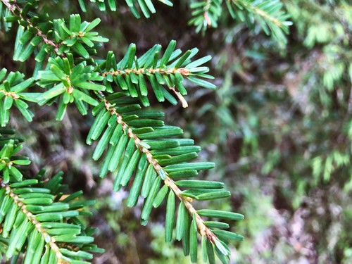 Chinese hemlock (Tsuga chinensis) Flower, Leaf, Care, Uses - PictureThis