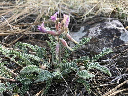 🍀 How to Grow and Care for Ashen milkvetch