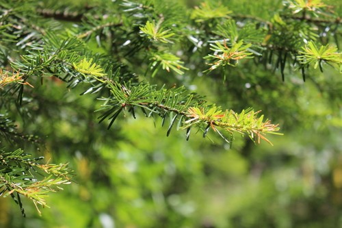 Gewone zilverspar (Abies alba) - PictureThis