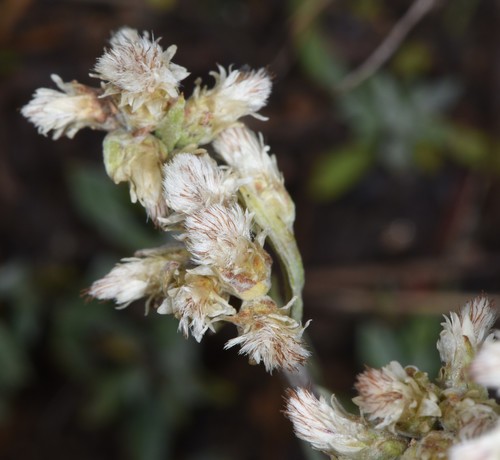 Cola de fuina (Antennaria parvifolia) - PictureThis
