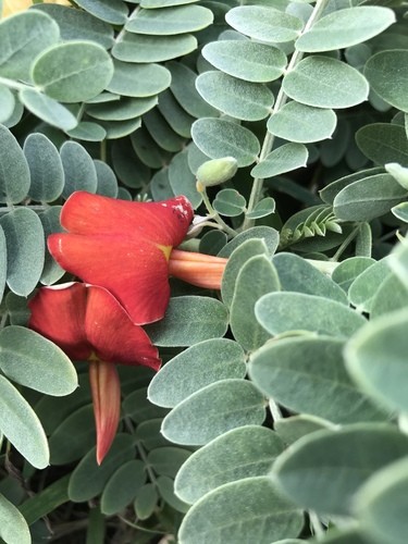 Sesbania tomentosa - PictureThis