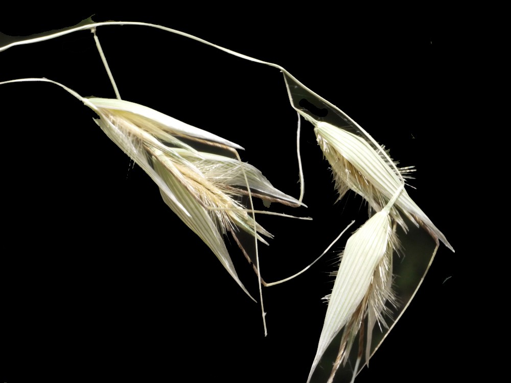 Animated oat (Avena sterilis) Flower, Leaf, Care, Uses - PictureThis