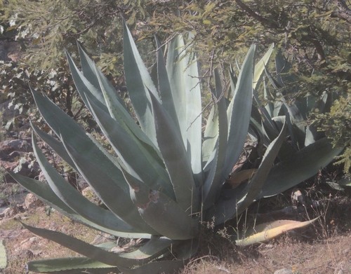 Aguamiel (Agave hookeri) - PictureThis