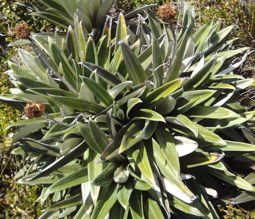 Large mountain daisy (Celmisia semicordata) Flower, Leaf, Care, Uses ...