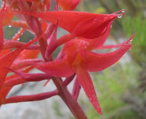 Disa ferruginea - PictureThis