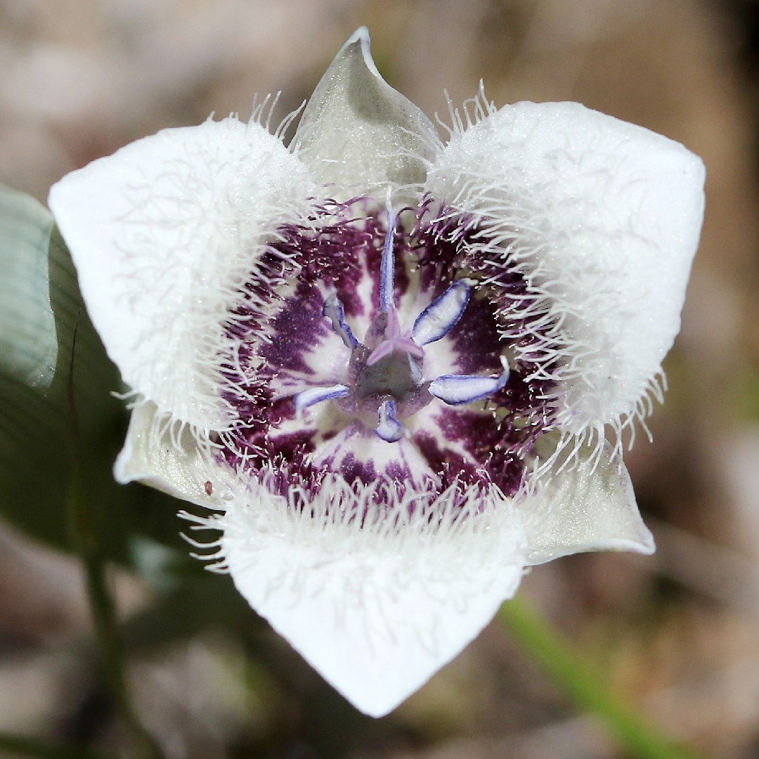 Калохортус (Calochortus) - PictureThis