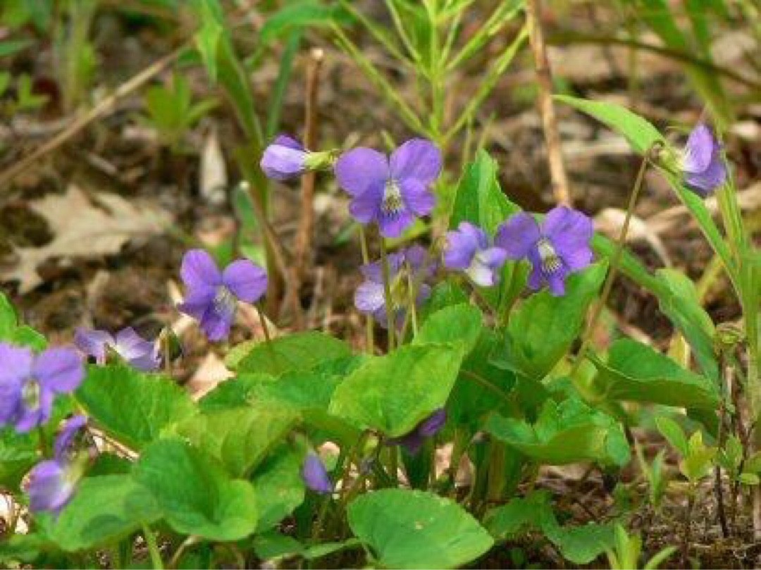 Viola cucullata 照顧，種植，繁殖，開花時間 - PictureThis