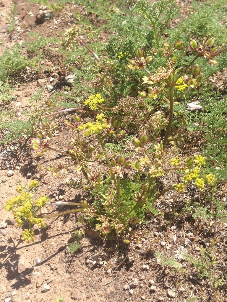 California lomatium (Lomatium californicum) Flower, Leaf, Care, Uses ...