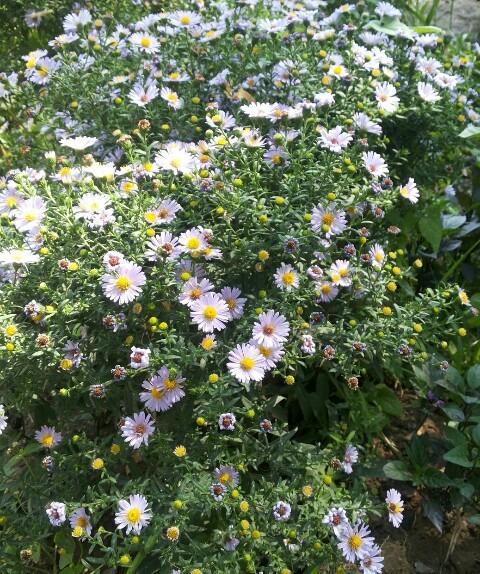 Asters (Aster) Flower, Leaf, Care, Uses - PictureThis