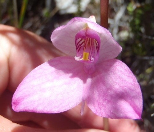 Disa racemosa - PictureThis