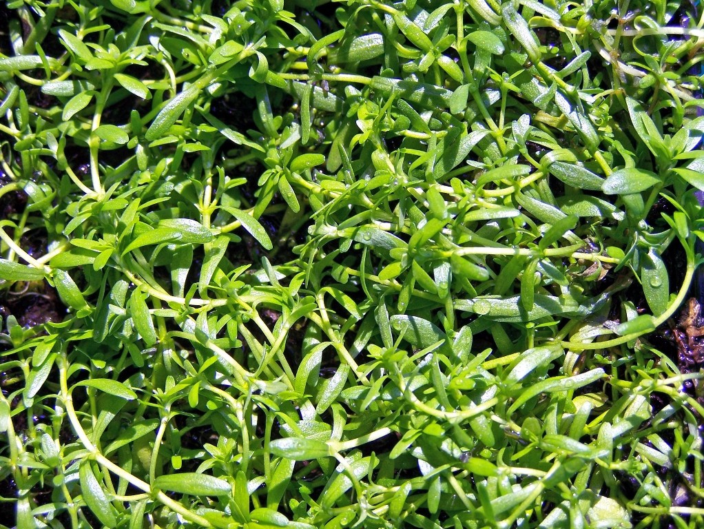 Vernal water-starwort (Callitriche palustris) Flower, Leaf, Care, Uses ...