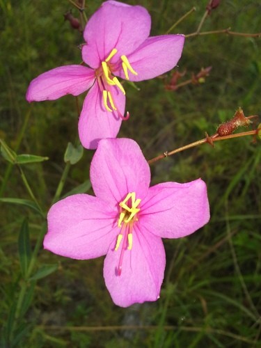 Rhexia alifanus - PictureThis