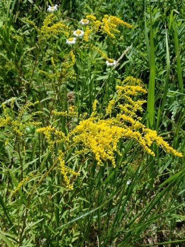 Solidago juncea - PictureThis