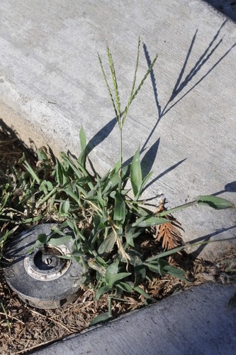 Smooth crabgrass (Digitaria ischaemum) Flower, Leaf, Care, Uses ...