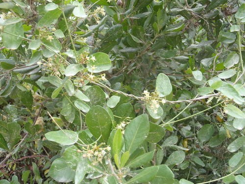 Cynanchum ellipticum - PictureThis
