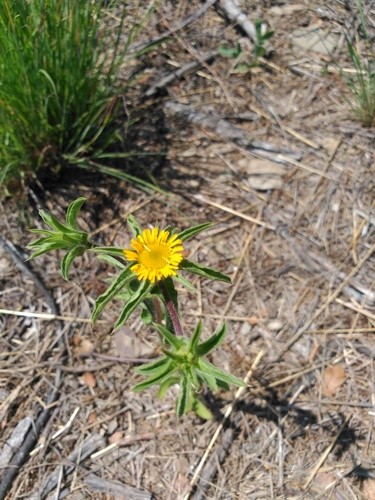 Spiny starwort Care (Watering, Fertilize, Pruning, Propagation ...