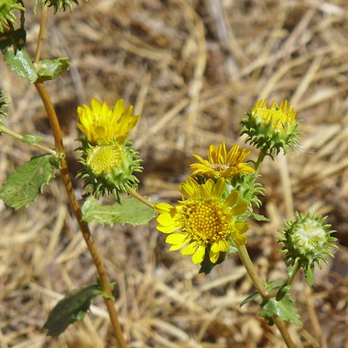 Gumweed Care (Watering, Fertilize, Pruning, Propagation) - PictureThis