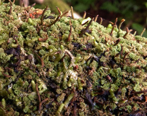 Dendroceros: A Remarkable Hornwort Moss | OutdoorMoss.com