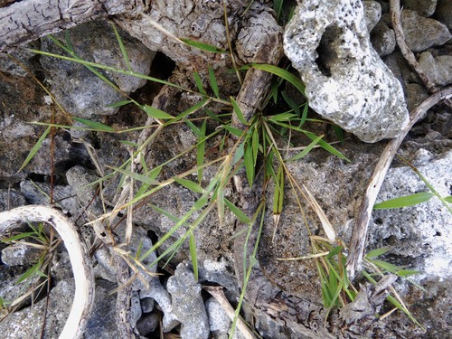 Lepturus repens Flower, Leaf, Care, Uses - PictureThis