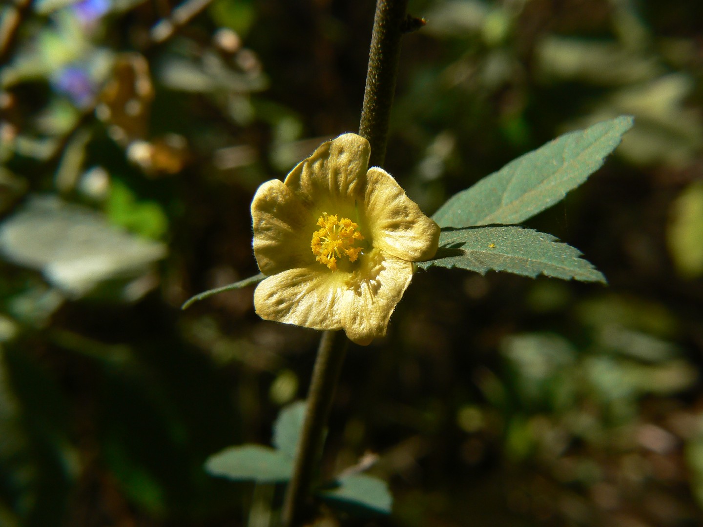 Common Wireweed (Sida acuta) Flower, Leaf, Care, Uses - PictureThis