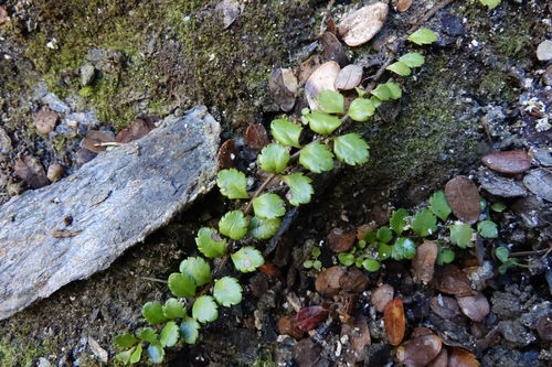 Veronica lyallii - PictureThis