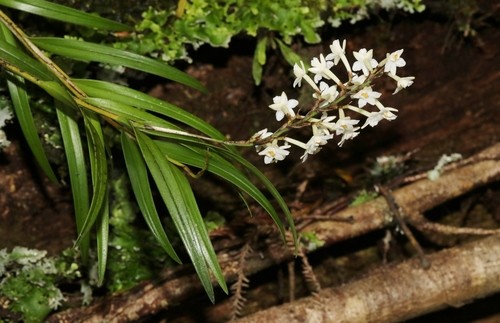 Earina autumnalis 照顧，種植，繁殖，開花時間 - PictureThis