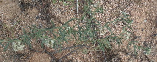 Limeum aethiopicum - PictureThis