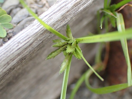 Souchet vigoureux (Cyperus compressus) - PictureThis