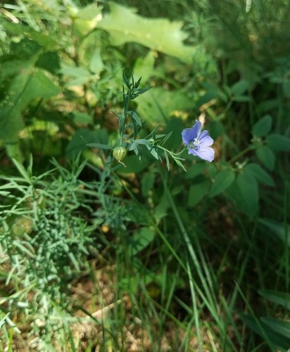 Meadow flax (Linum pratense) Flower, Leaf, Care, Uses - PictureThis