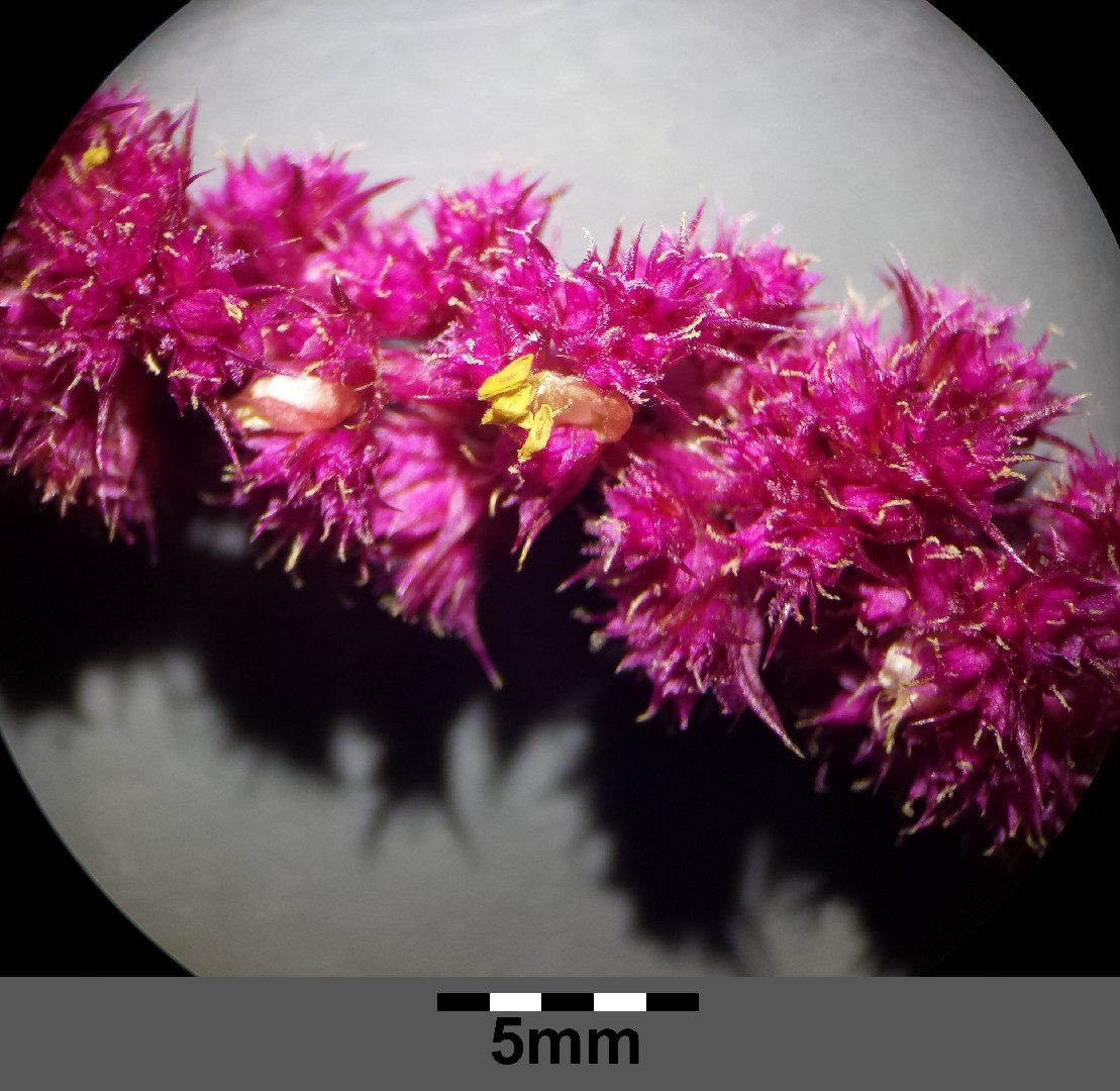 Love-lies-bleeding (Amaranthus caudatus) Flower, Leaf, Care, Uses ...