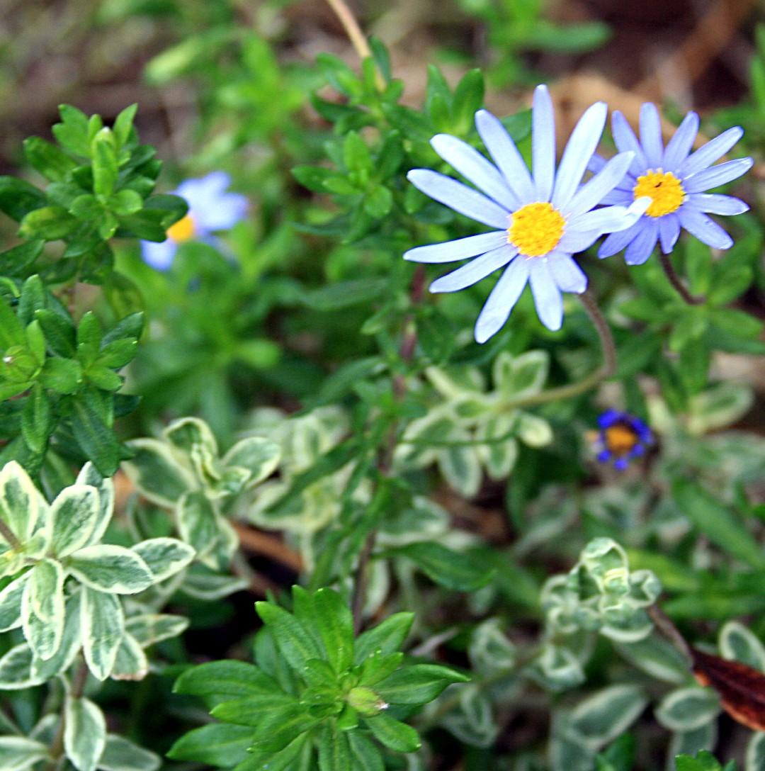 Felicia Amelloides Variegata