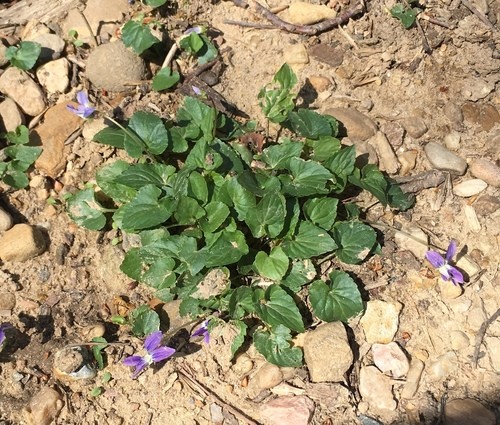 Viola affinis - PictureThis
