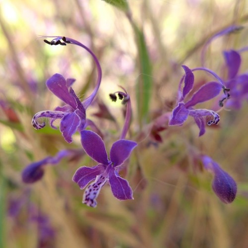 Turpentine weed (Trichostema laxum) Flower, Leaf, Care, Uses - PictureThis