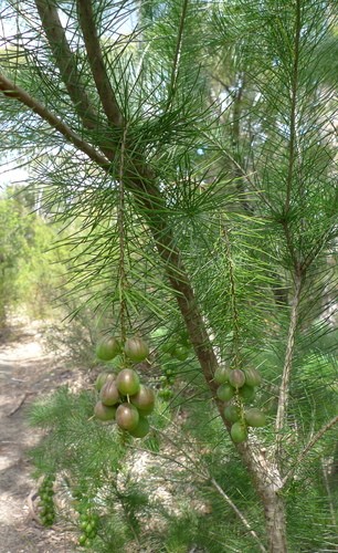 Persoonia pinifolia - PictureThis