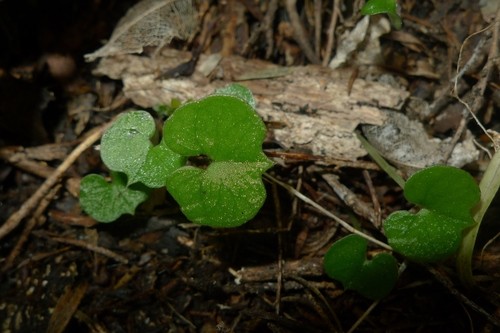 Corybas trilobus - PictureThis