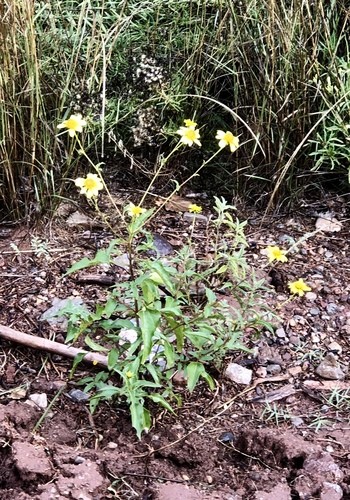 Chamiso (Viguiera dentata) - PictureThis