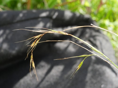 Weeping grass (Ehrharta stipoides) Flower, Leaf, Care, Uses - PictureThis