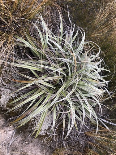 How to Plant and Grow Bush flax(Astelia nervosa)