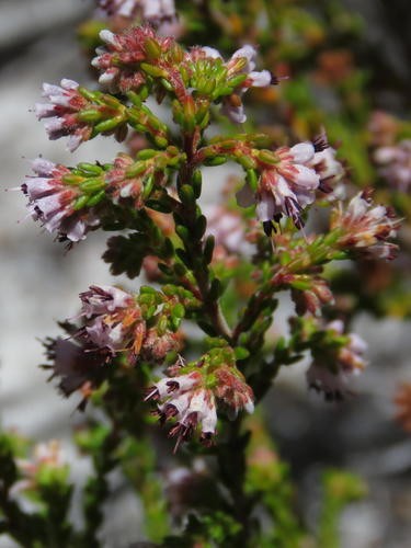Erica ericoides - PictureThis