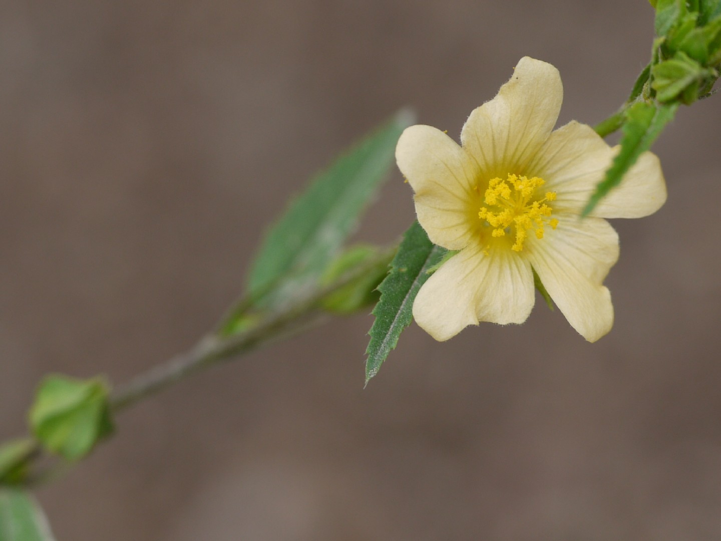 Common Wireweed (Sida acuta) Flower, Leaf, Care, Uses - PictureThis