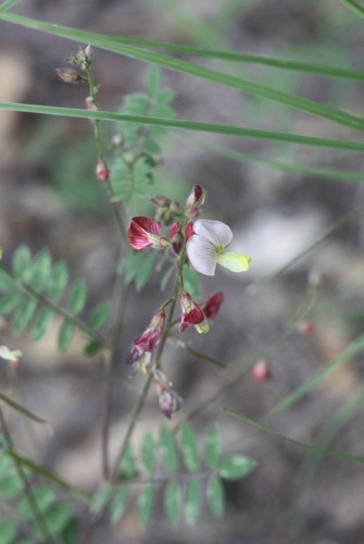 How to Grow and Care for Anil falso