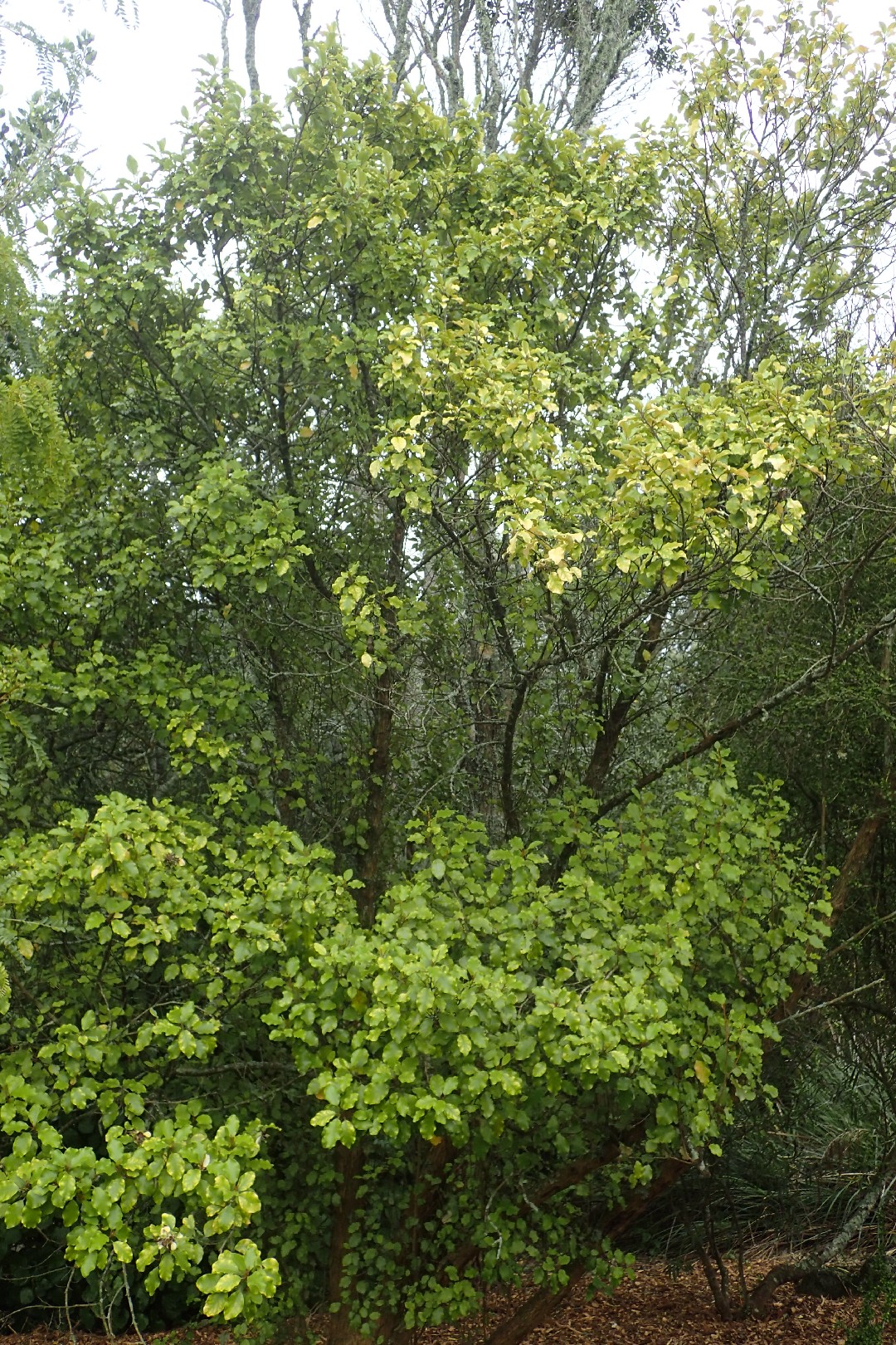 Akeake oro (Olearia paniculata) - PictureThis